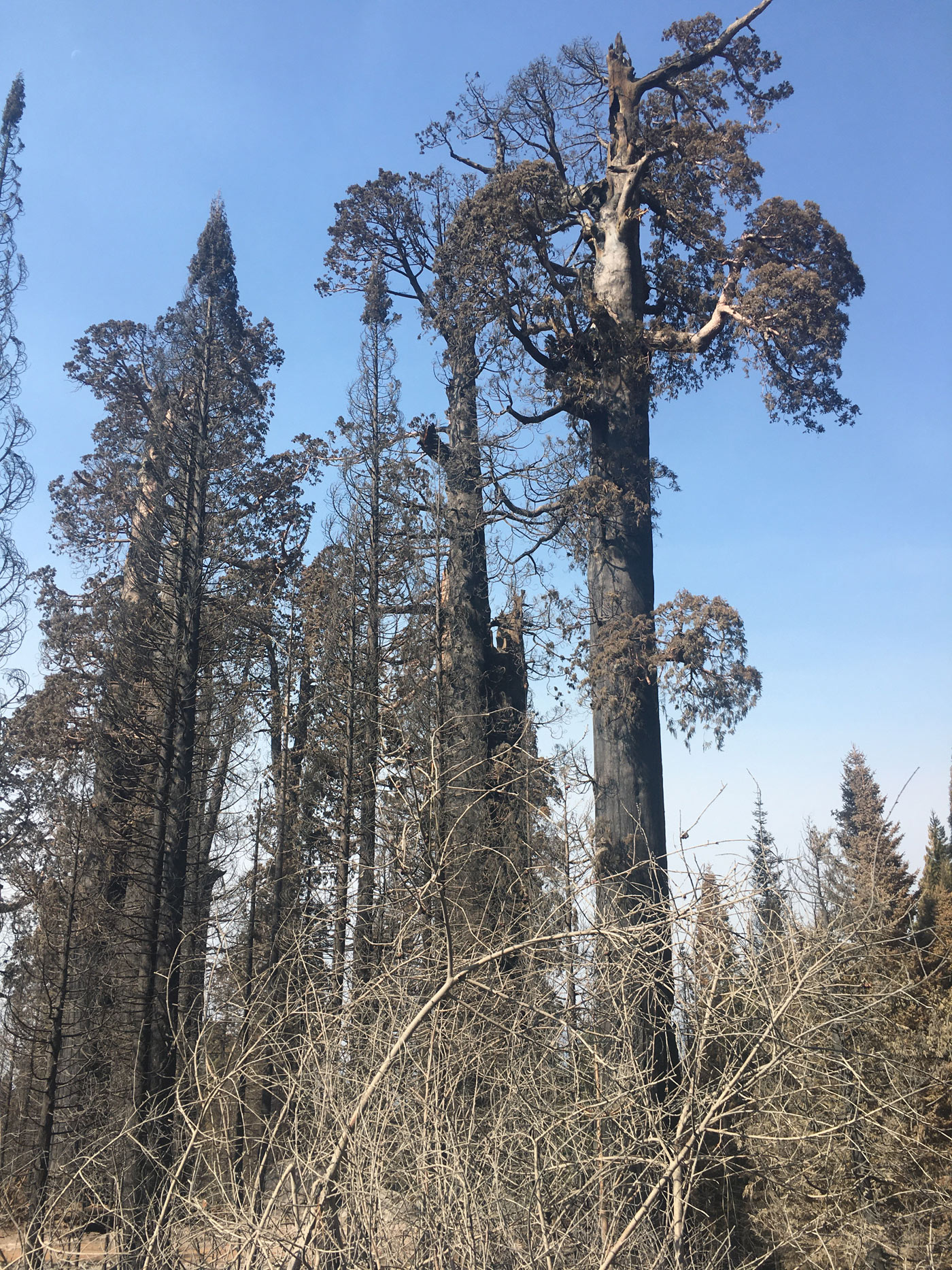 Giant Sequoia and Fire