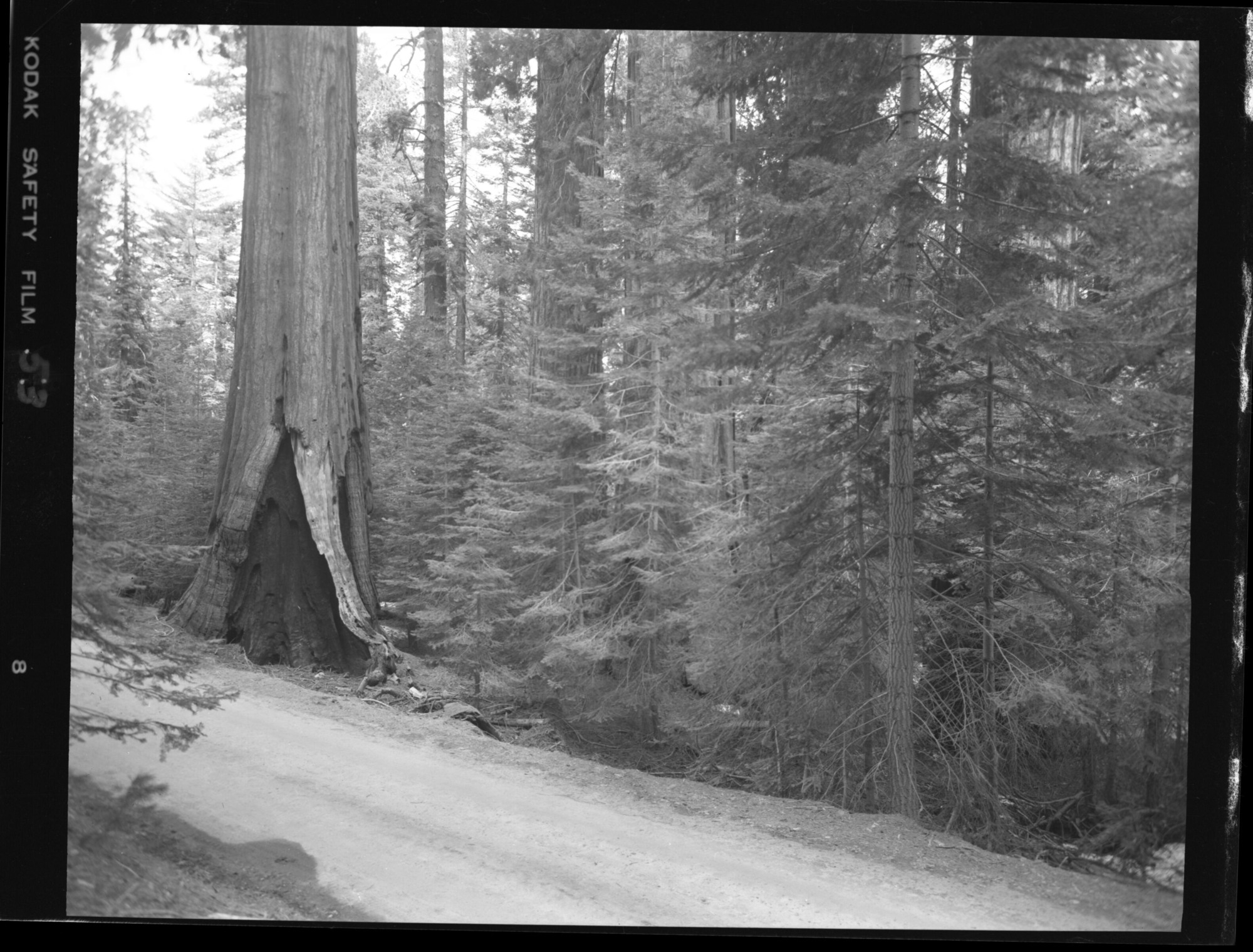 Giant Sequoia and Fire
