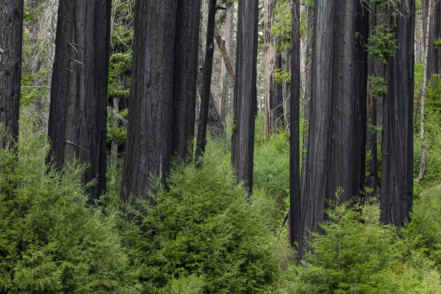 Rebuilding Big Basin: a vision for its future after wildfire | Save the ...