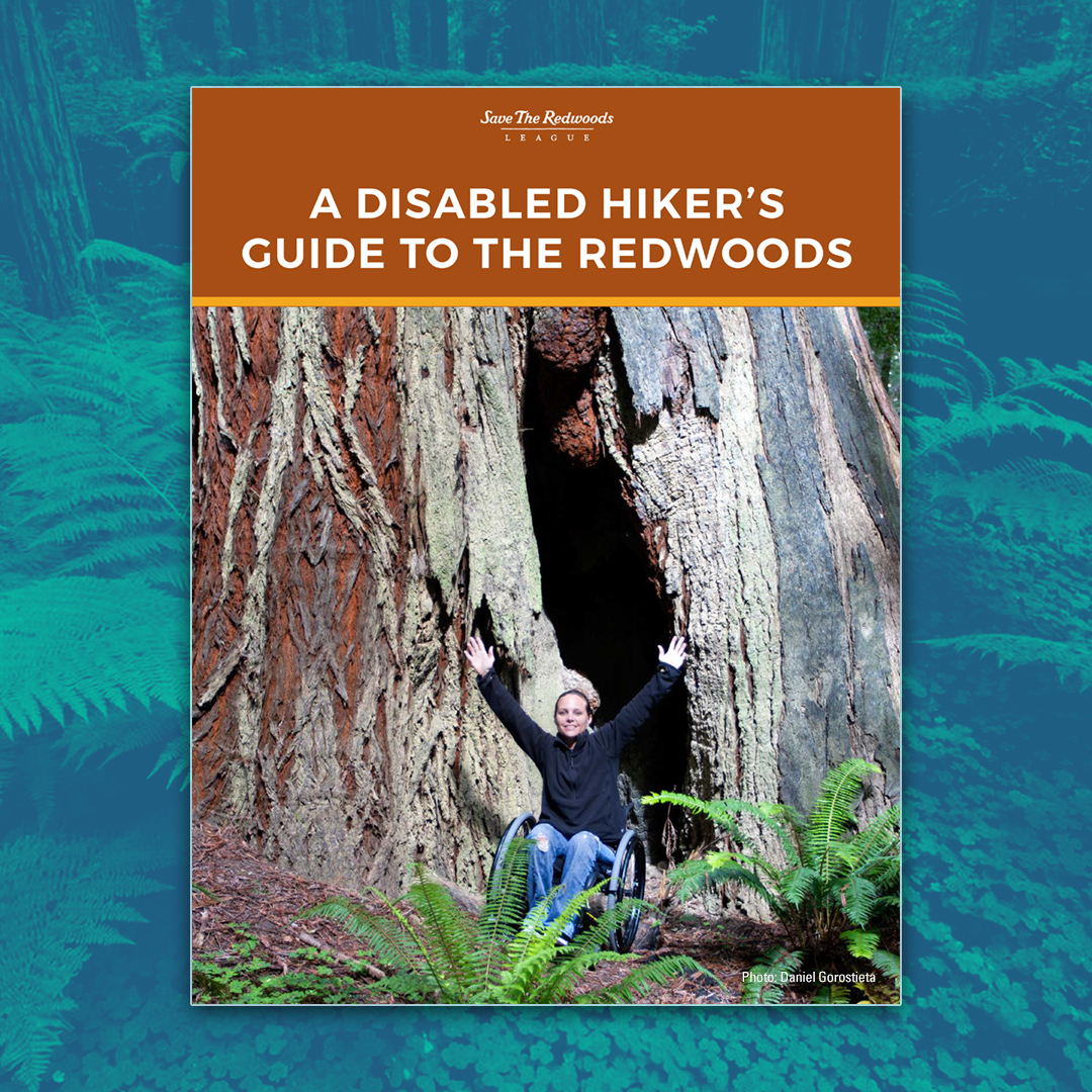 15 great redwood parks for people with disabilities | Save the Redwoods ...