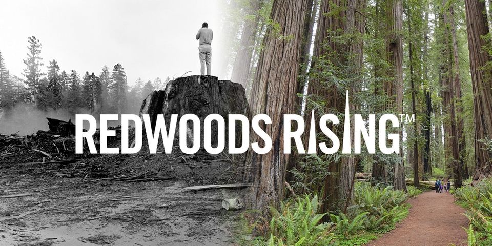 Webinar: Redwoods Rising -- rebuilding California's iconic forests ...