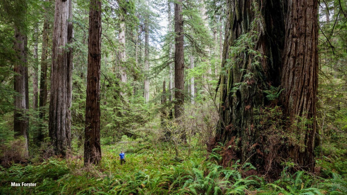 10 life lessons from the redwoods | Save the Redwoods League