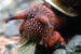A look inside the redwood forest's secret world | Save the Redwoods League