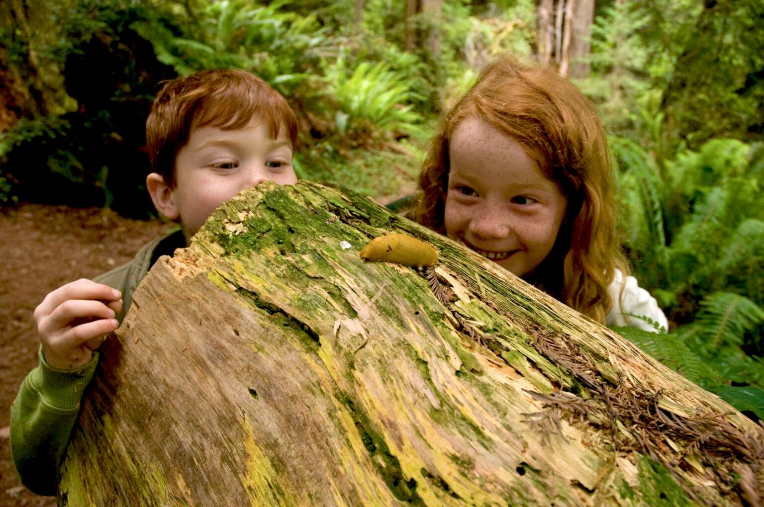 All hail the banana slug, California's new state symbol | Save the ...