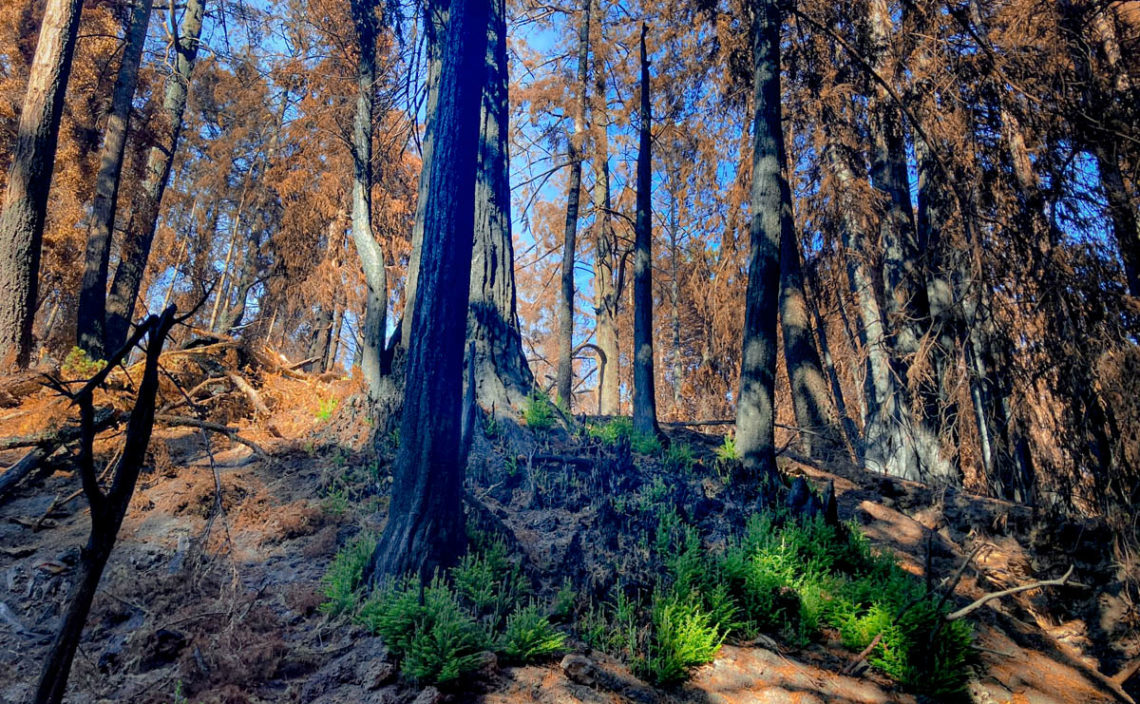 Video: League forest expert talks about redwoods and fire | Save the ...