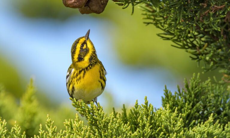 7 bird songs that bring the redwoods to life | Save the Redwoods League
