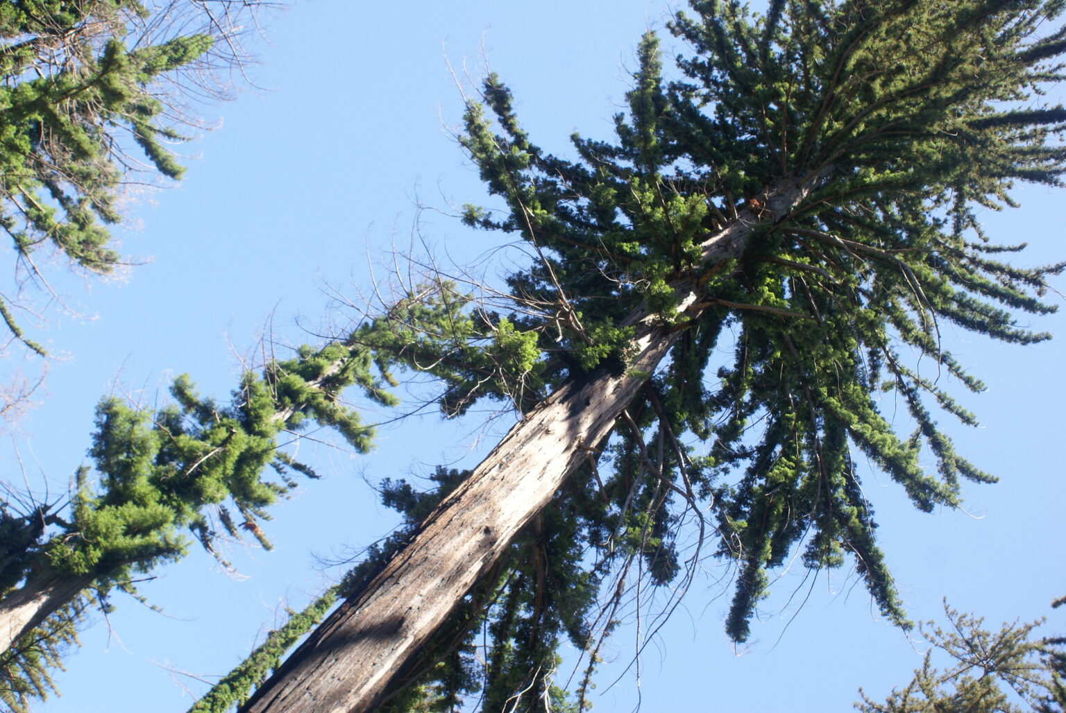 5 wonderful winter hikes in the redwood forest | Save the Redwoods League