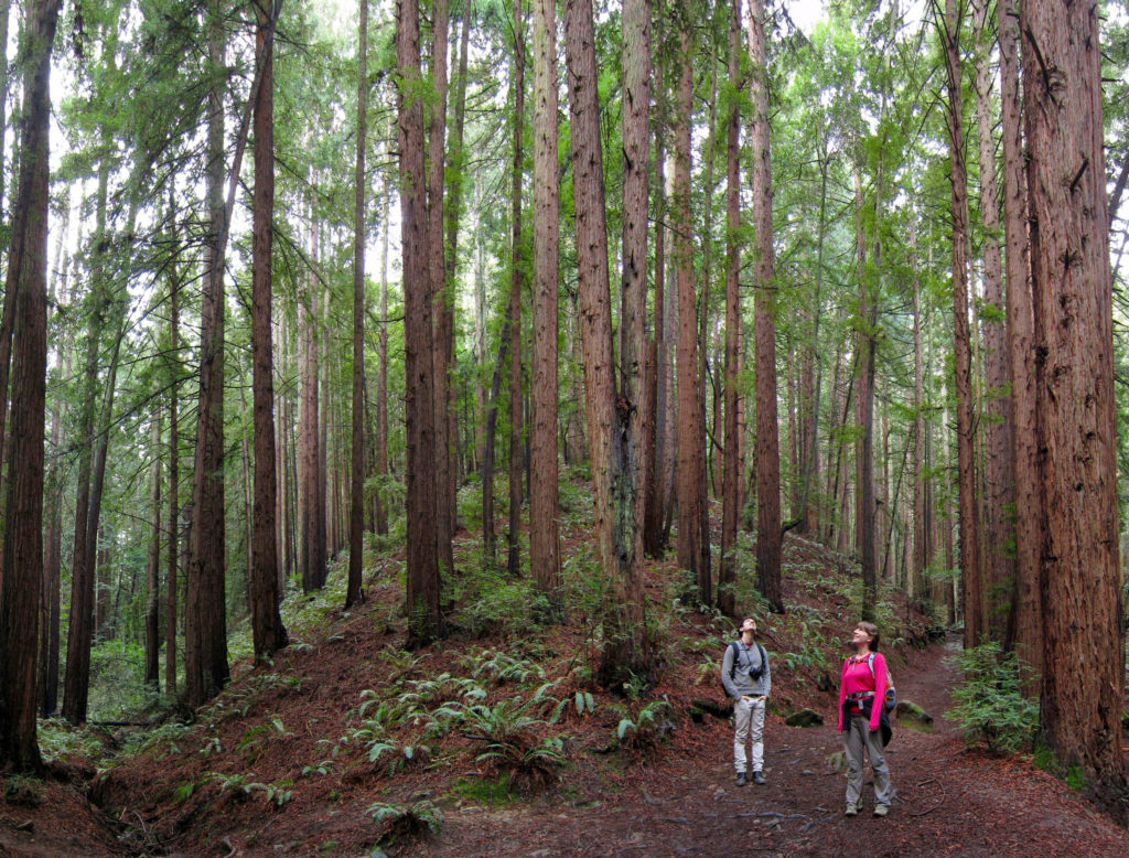 Student Perspectives: Keep Cool and Save the Redwoods | Save the ...