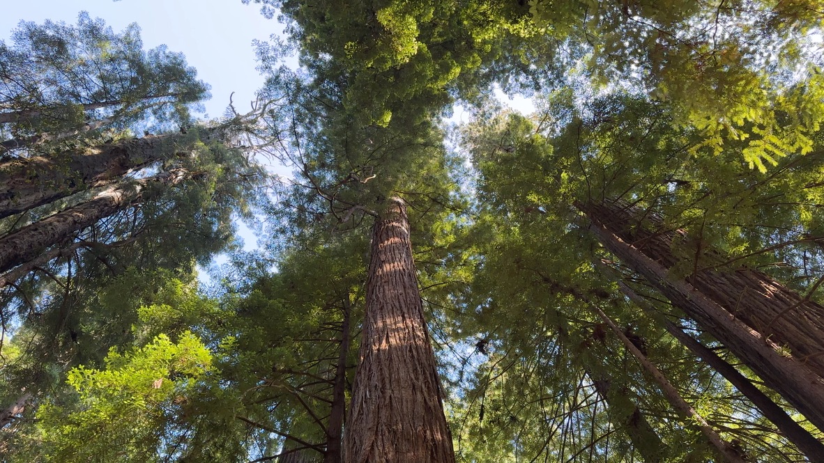 Summer camping in Redwoods National Park | Save the Redwoods League