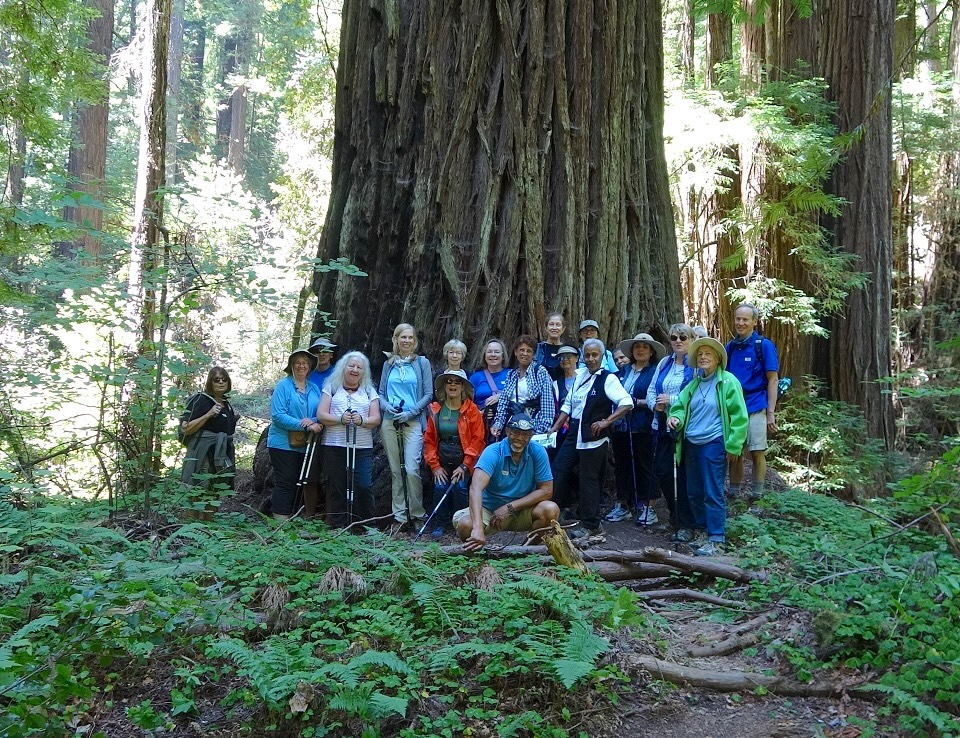 Redwood field trips: Not just for little kids | Save the Redwoods League