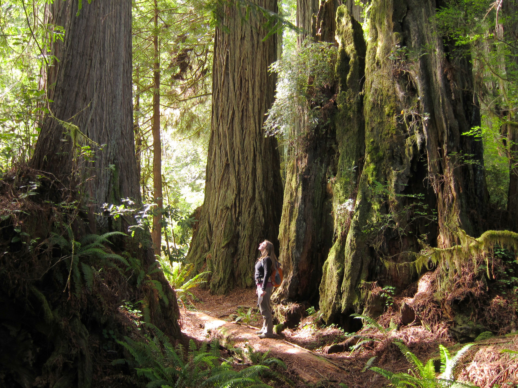 Redwood Tree Forest Walk