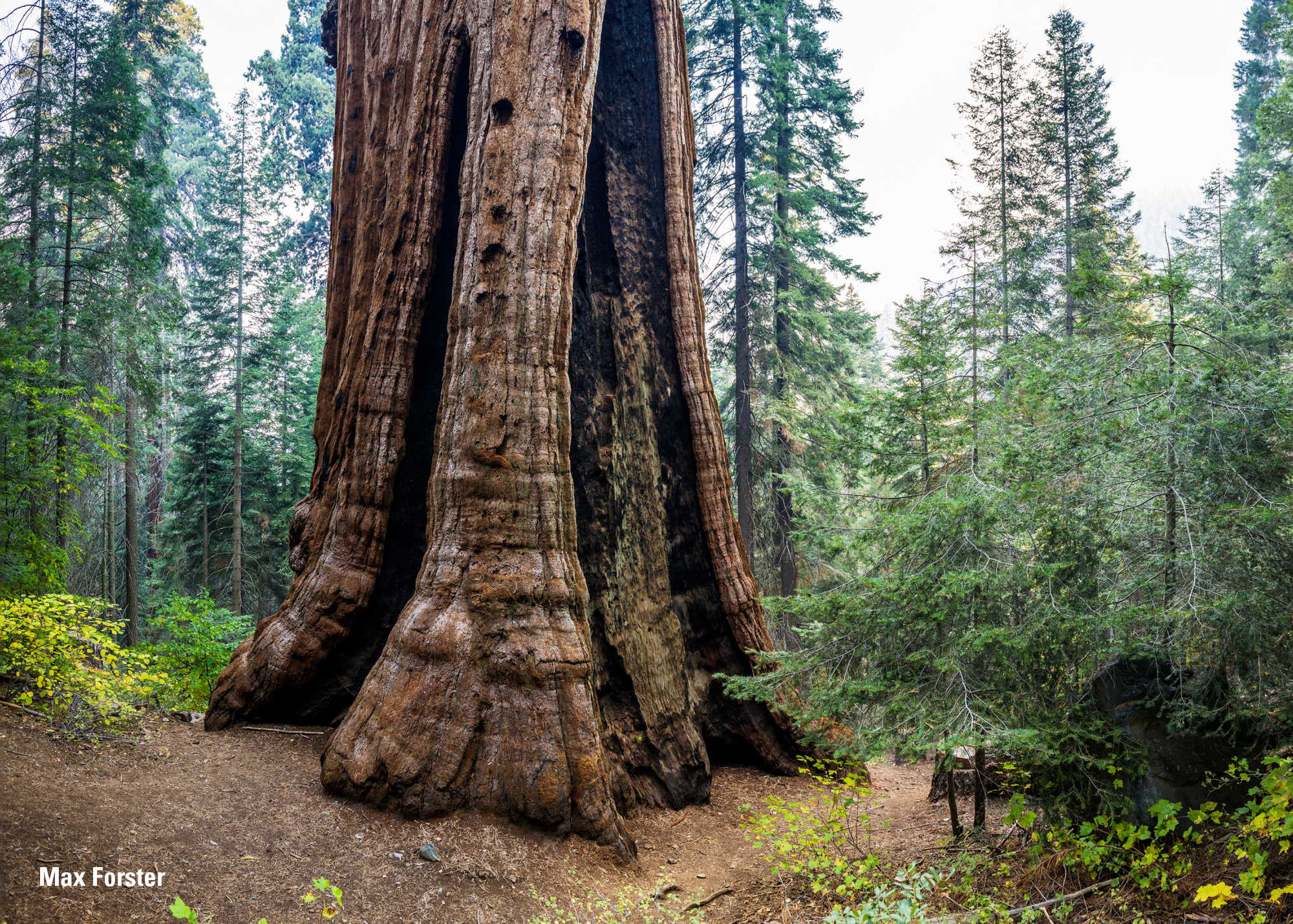 10 life lessons from the redwoods | Save the Redwoods League