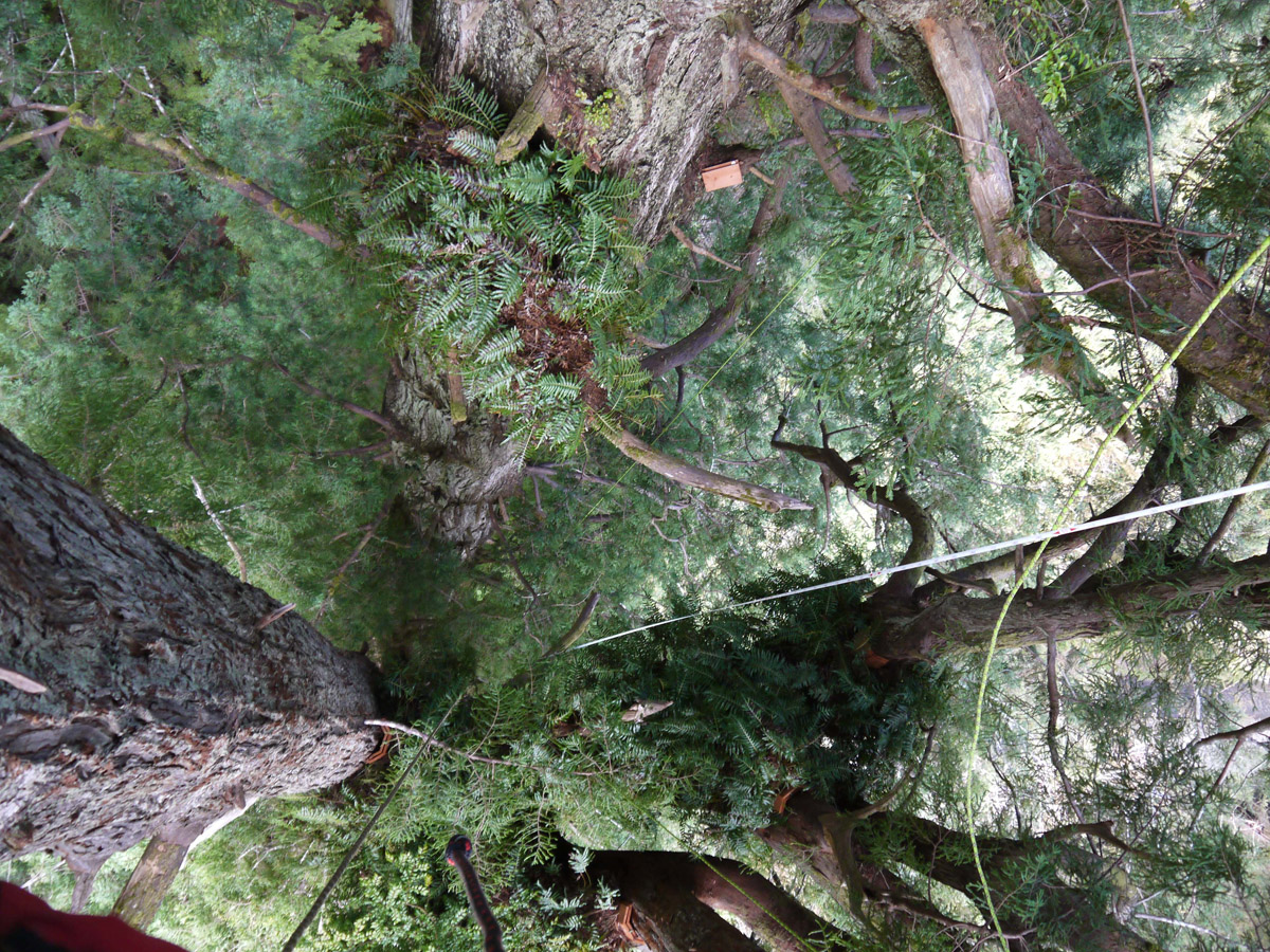 200 Feet Up a Redwood | Save the Redwoods League