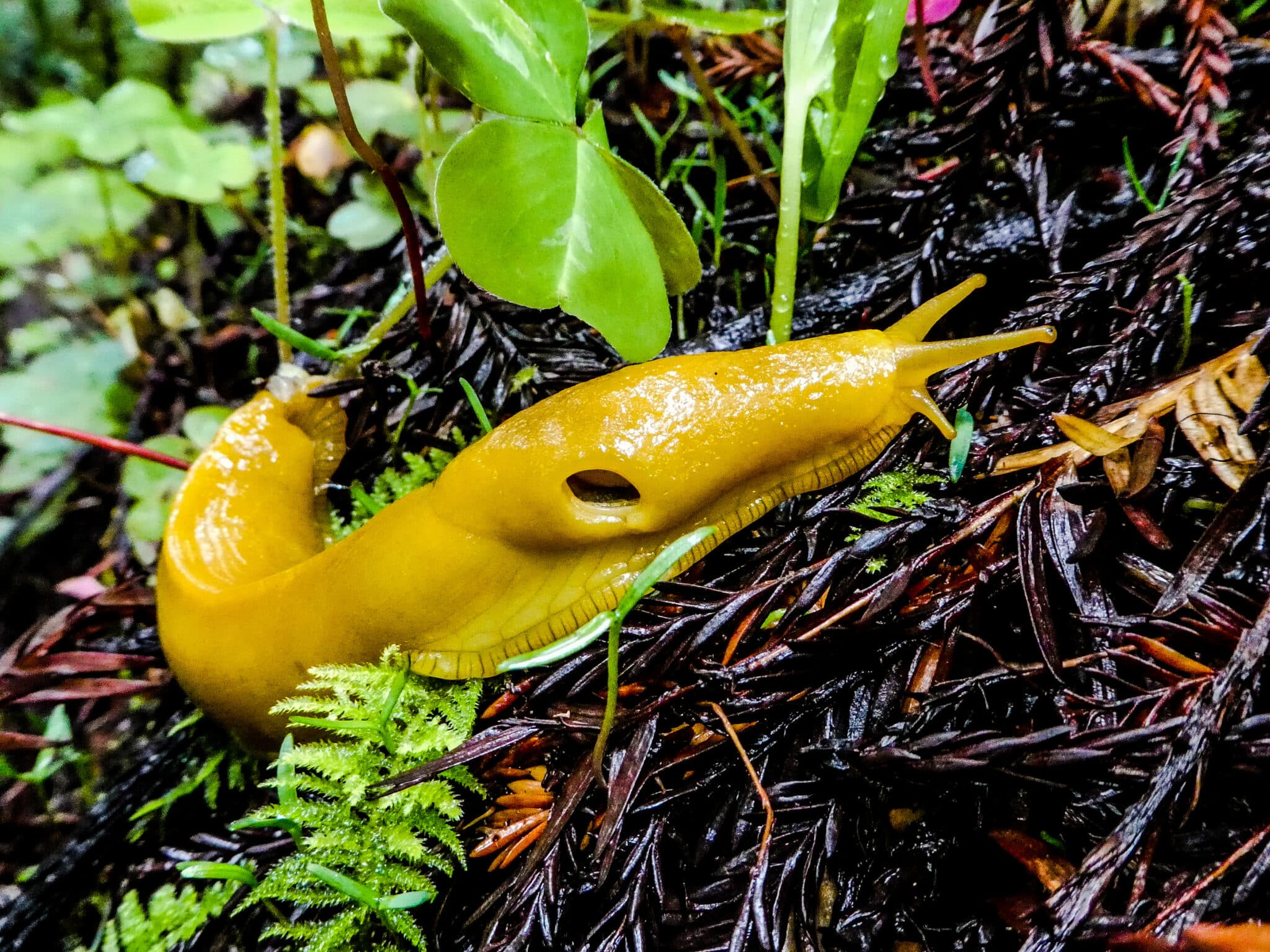 All hail the banana slug, California's new state symbol | Save the ...