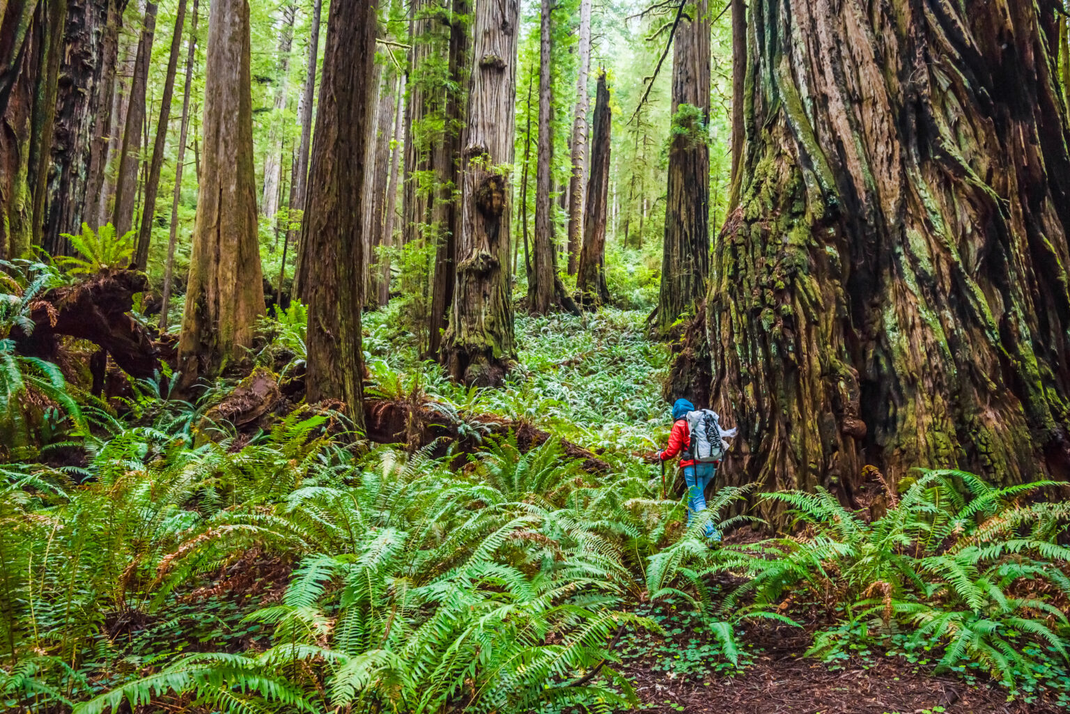 Redwoods backpacking, the antidote to stress | Save the Redwoods League