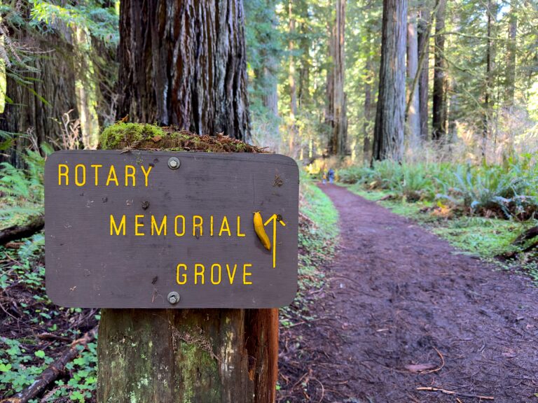 All hail the banana slug, California's new state symbol | Save the ...