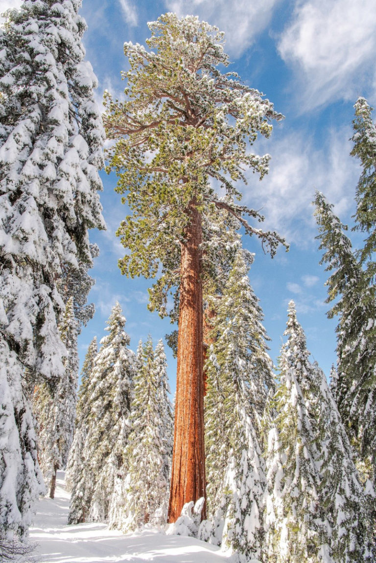 6 Pro Tips for Shooting Amazing Photos of Giant Sequoia and Coast ...