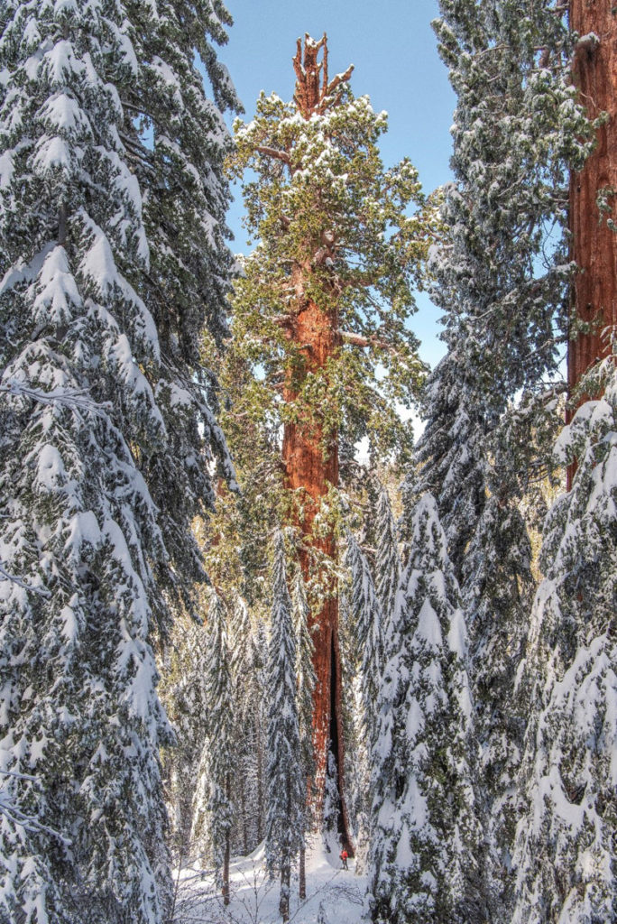 6 Pro Tips for Shooting Amazing Photos of Giant Sequoia and Coast ...