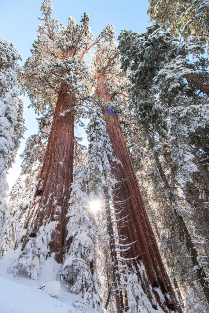 6 Pro Tips for Shooting Amazing Photos of Giant Sequoia and Coast ...