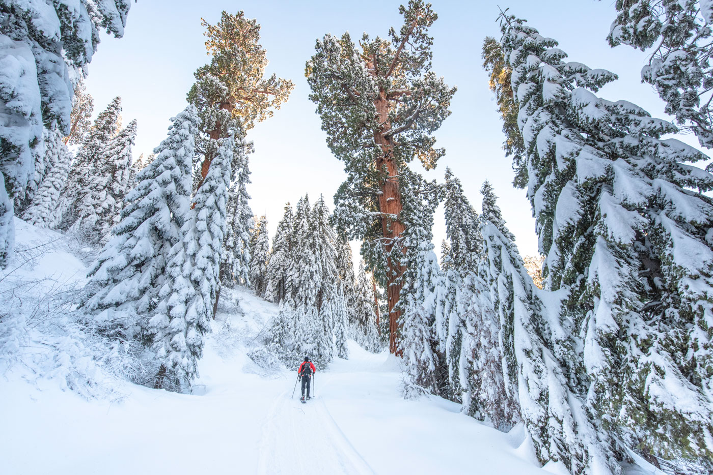 10 amazing redwoods photos for Earth Day - Save the Redwoods League