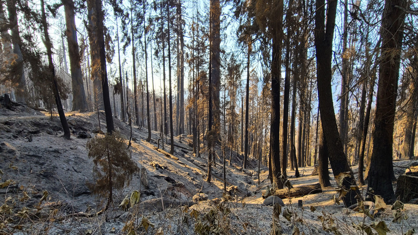 Media - Alder Creek | Save the Redwoods League