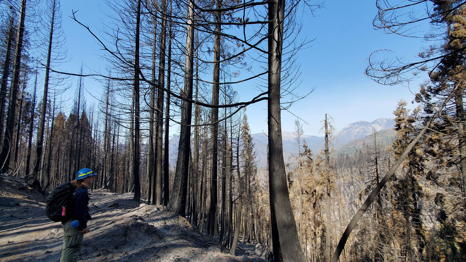 Media - Alder Creek | Save the Redwoods League