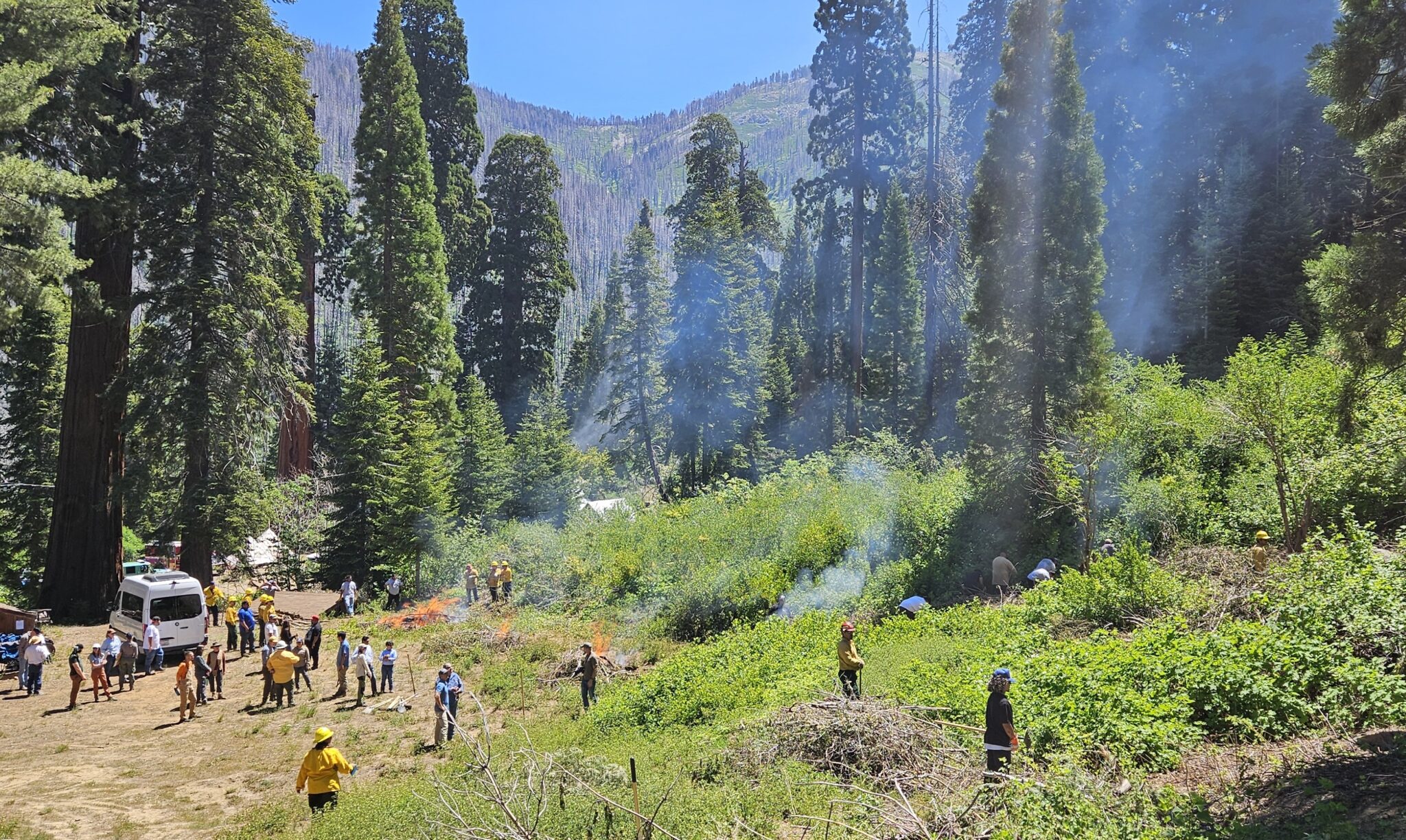 Banned for 100 years, cultural burns could save sequoias | Save the ...