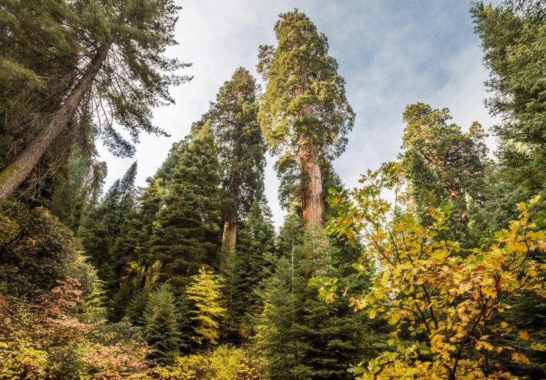 An Ancient Giant Sequoia Grove, Now and Forever | Save the Redwoods League