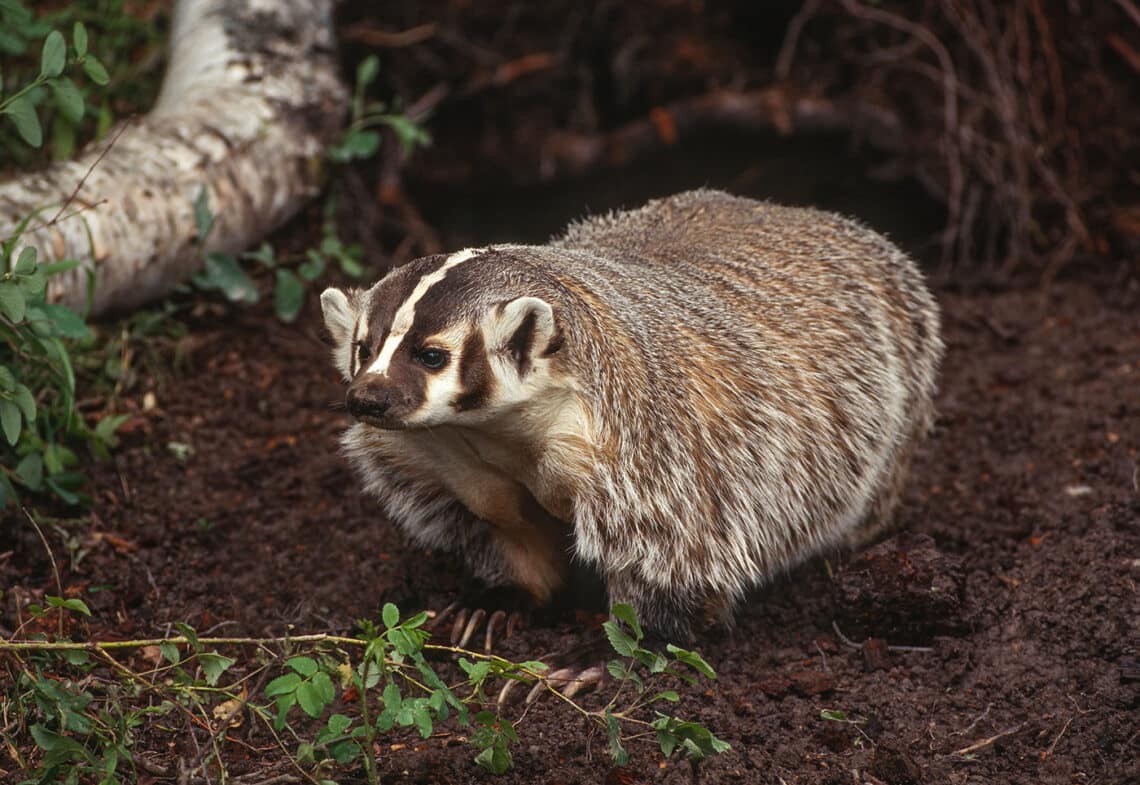 Monte Rio Redwoods Expansion | Save the Redwoods League