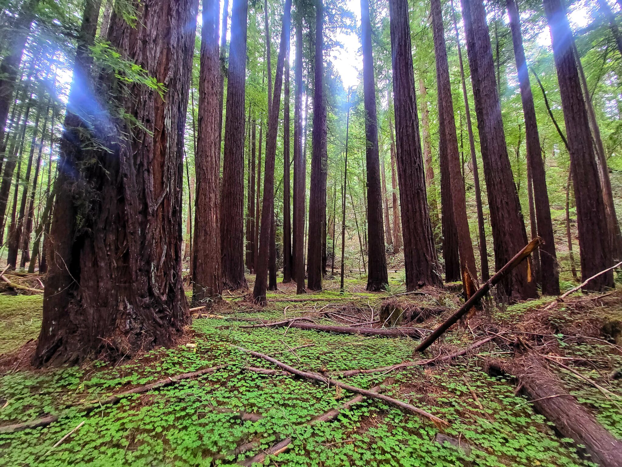 Hikers are stoked about these 5 Bay Area redwood trails | Save the ...