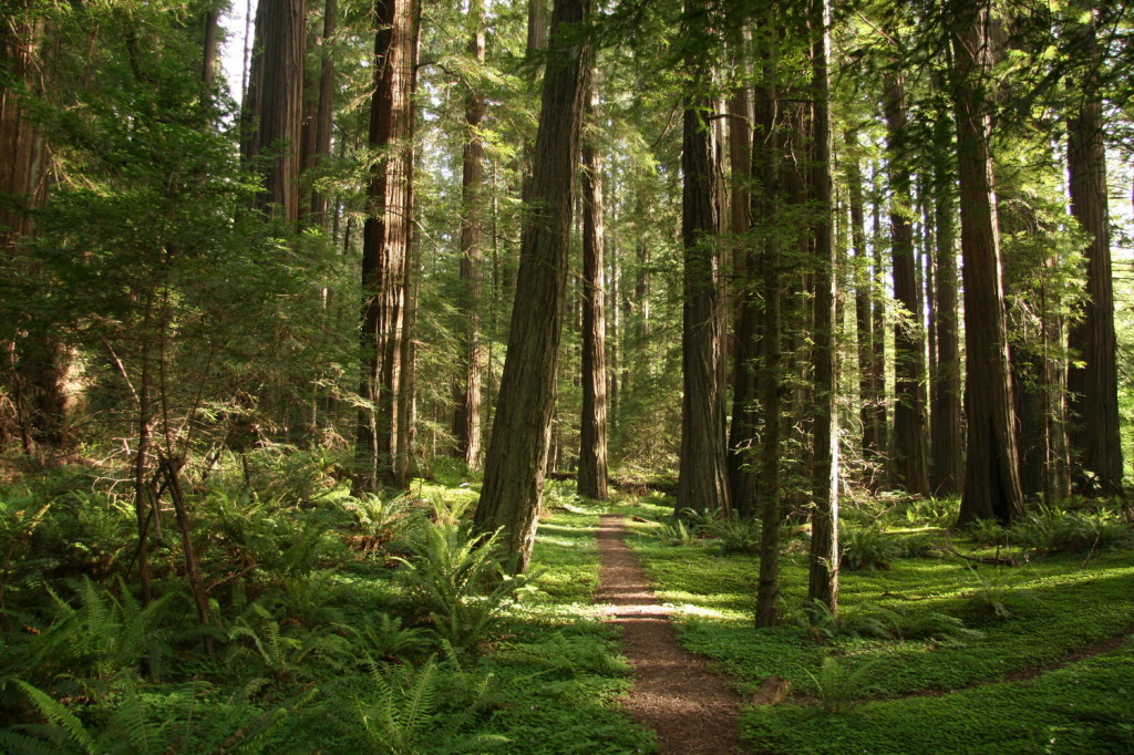 Star Wars: Return of the Jedediah Smith Redwoods | Save the Redwoods League