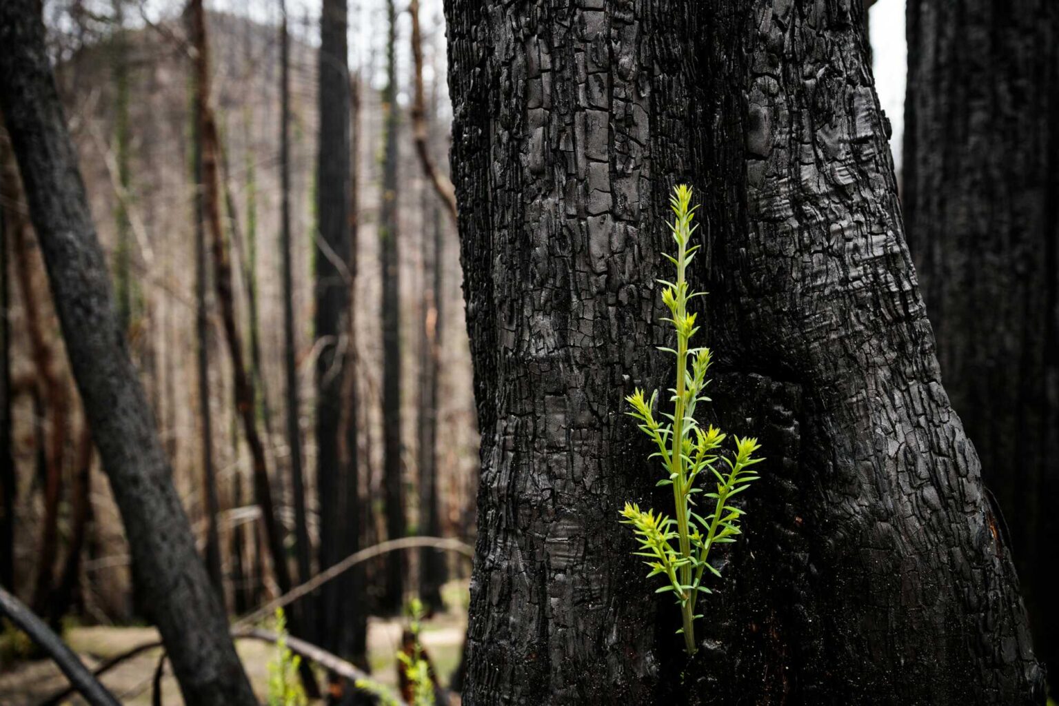 Rebuilding Big Basin: a vision for its future after wildfire | Save the ...