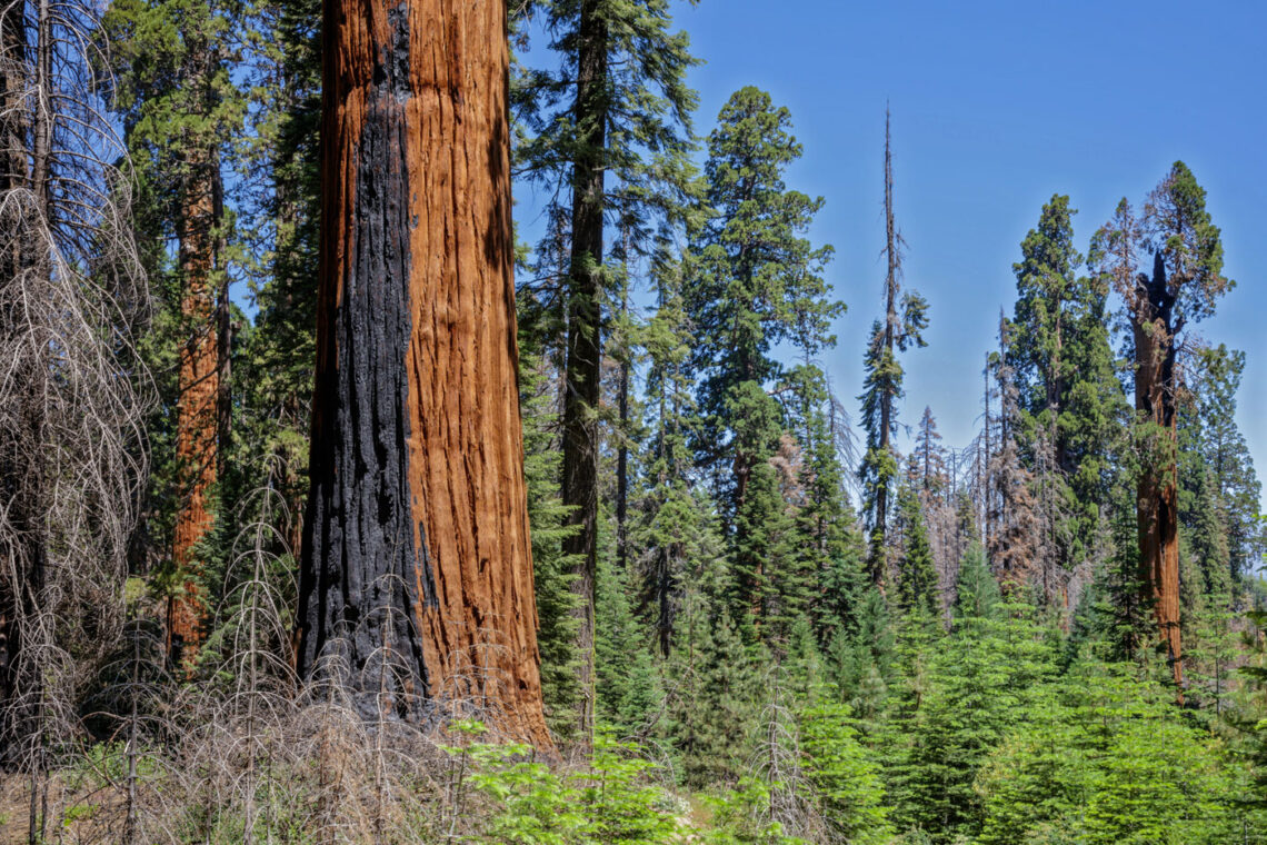 Save the Redwoods League