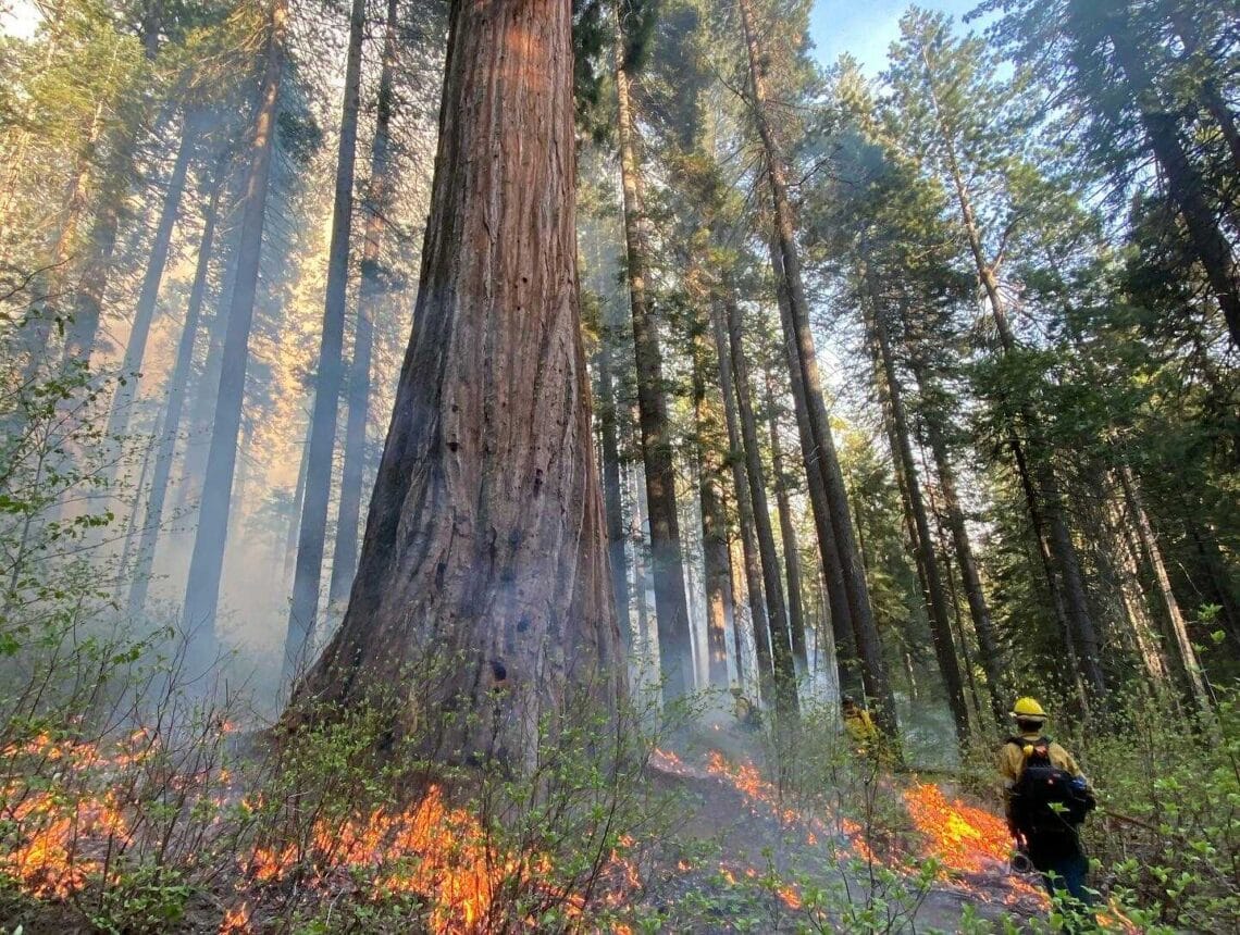 Can the giant sequoias recover on their own? | Save the Redwoods League