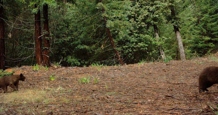 Wildlife Wonders: Cameras Find Forests Teeming with Life | Save the ...