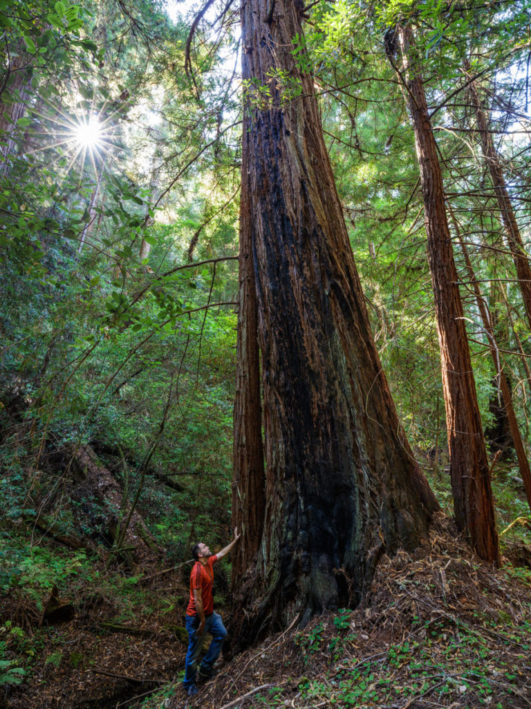 The next phase of redwoods conservation: from defense to offense | Save ...