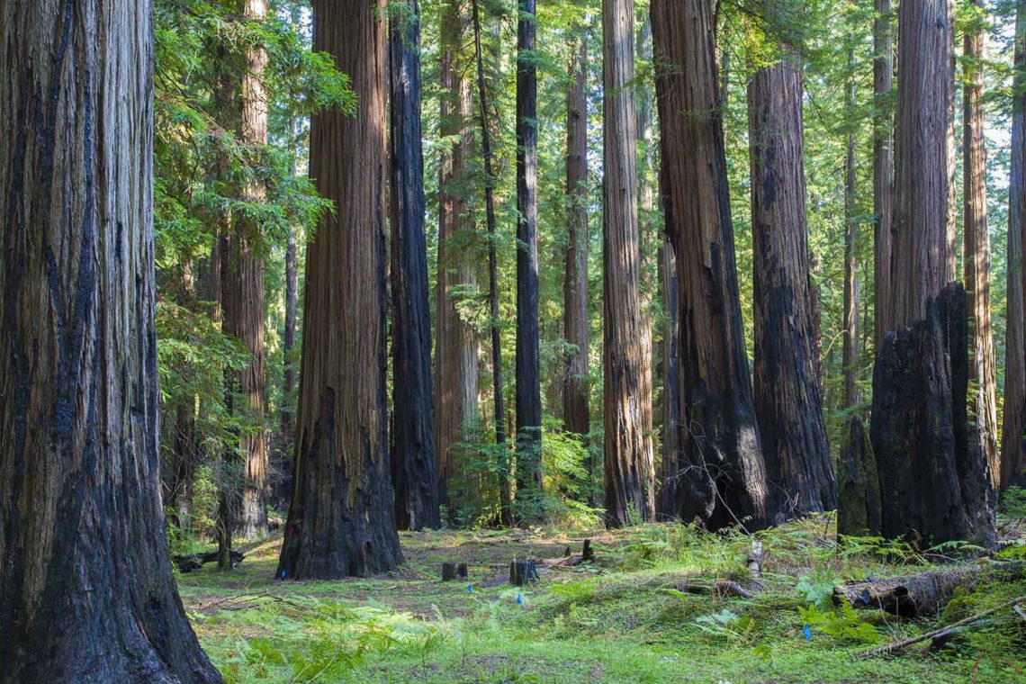 3 pro tips for visiting the world's largest ancient redwood forest ...