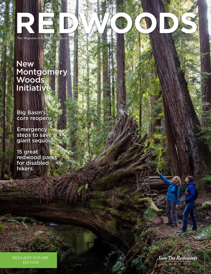 REDWOODS Autumn/Winter 2022 Magazine, Winter 2022 | Save the Redwoods ...