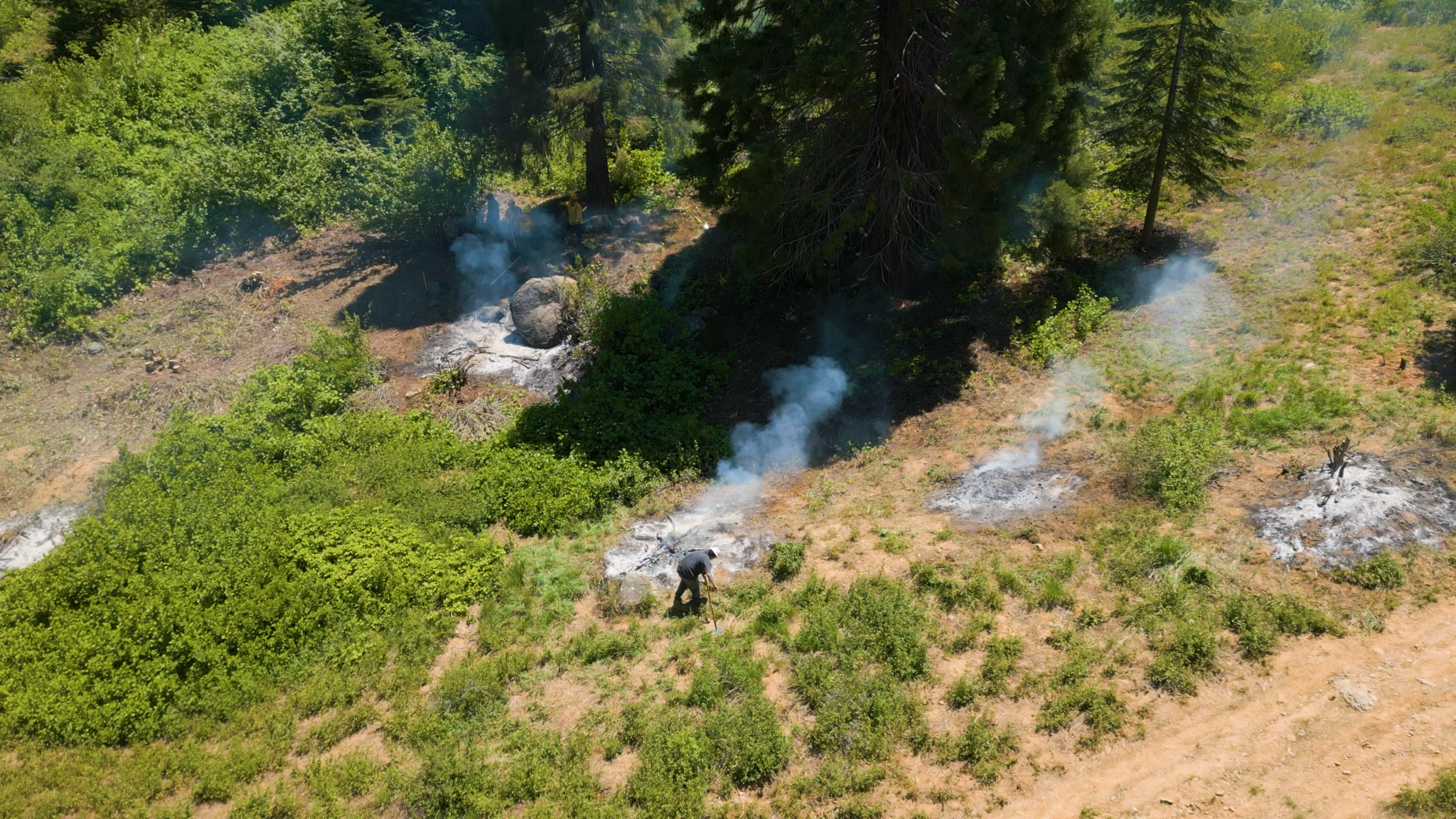 Banned for 100 years, cultural burns could save sequoias | Save the ...