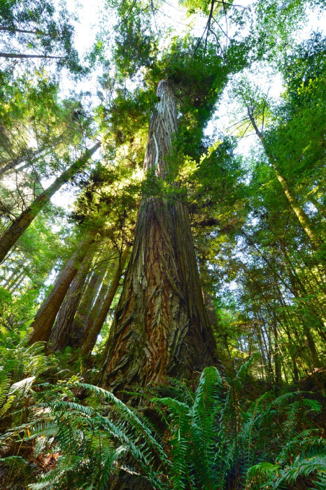 Big River-Mendocino Old-Growth Redwoods | Save the Redwoods League