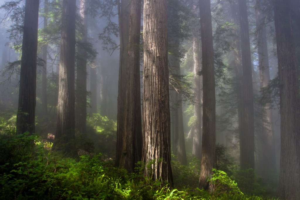 New Study Provides Coast Redwood Climate Forecast