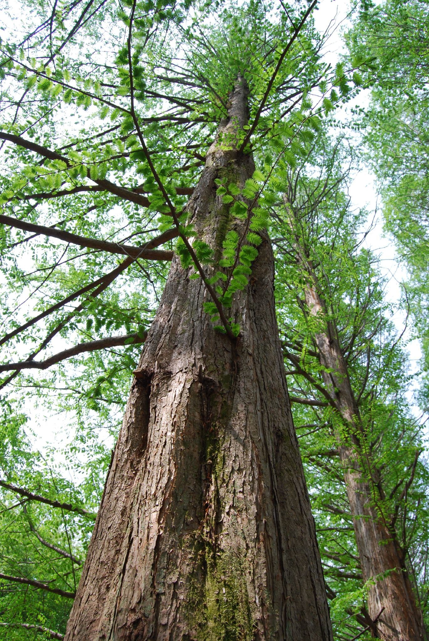 Discovering dawn redwoods on Nami Island | Save the Redwoods League