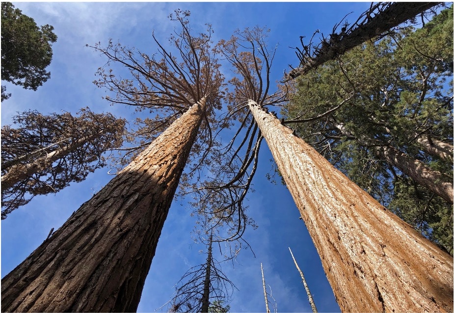 First climb of General Sherman Tree reveals health status | Save the ...