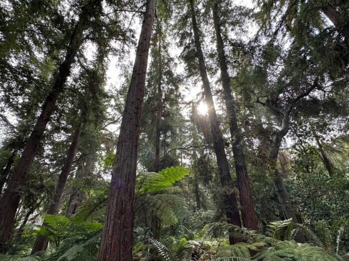 4 places to explore redwoods in Southern California | Save the Redwoods ...