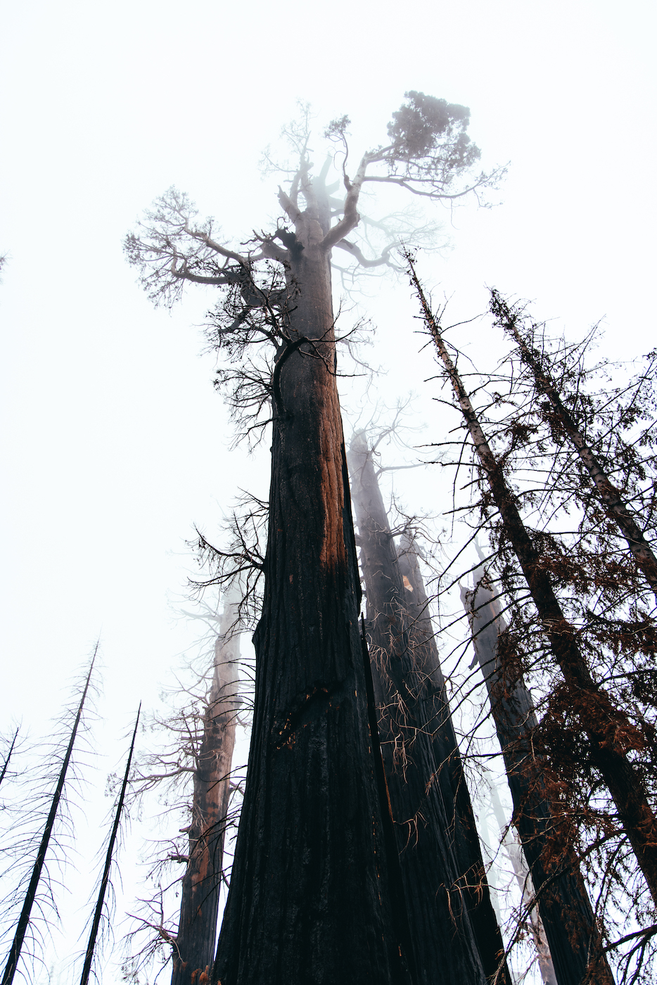 Backpacking in the giant sequoias | Save the Redwoods League