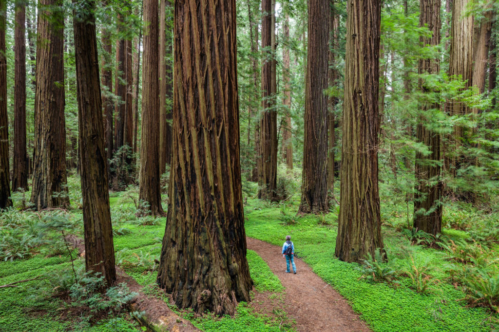 Behind the Lens: Max Forster Protects the Redwoods and Finds Healing ...