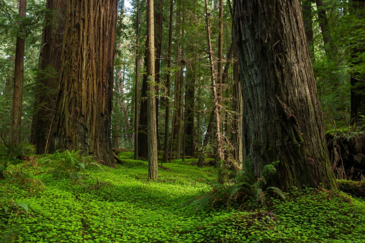 5 wonderful winter hikes in the redwood forest | Save the Redwoods League