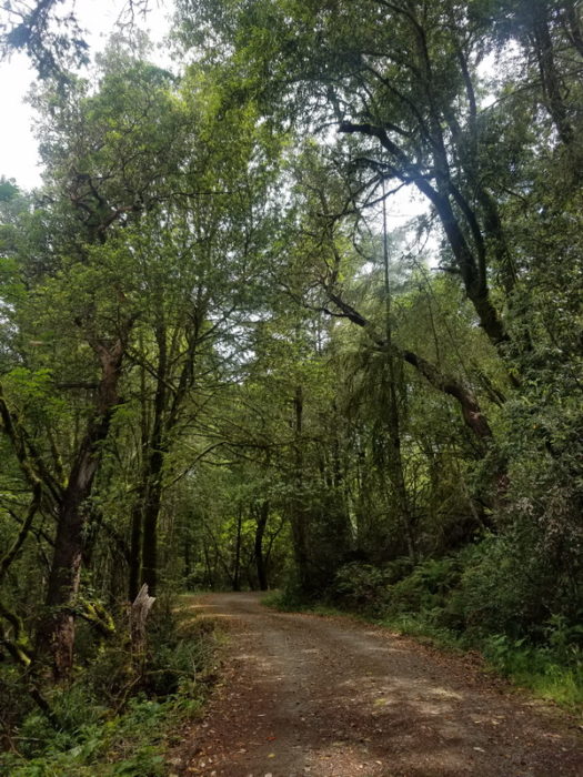 The Grove of Old Trees | Save the Redwoods League