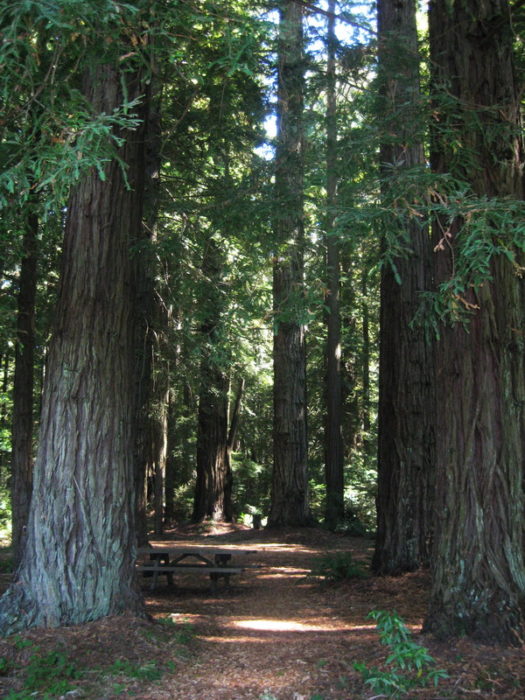 The Grove of Old Trees | Save the Redwoods League