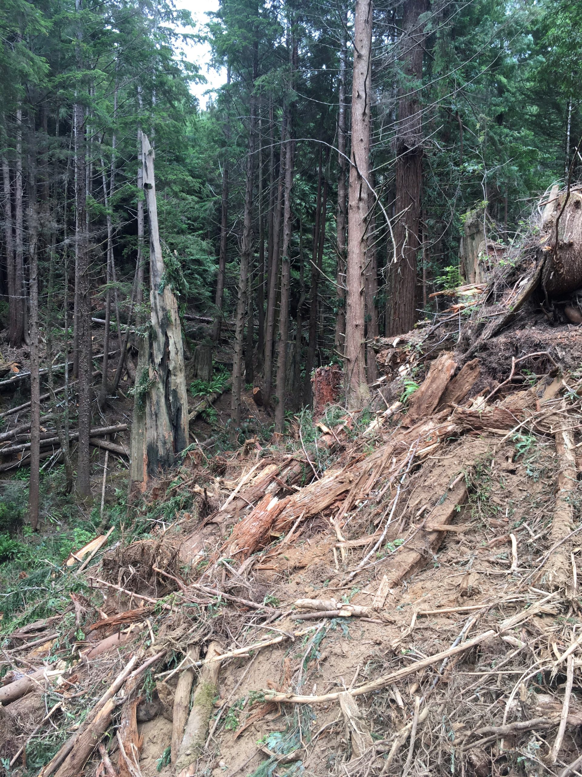 Photo Evidence That Redwoods Rising Is Real | Save the Redwoods League